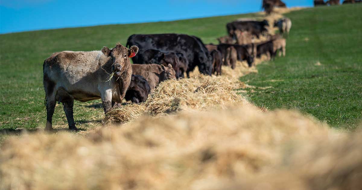 Safe feed for your stock | Integrity Systems