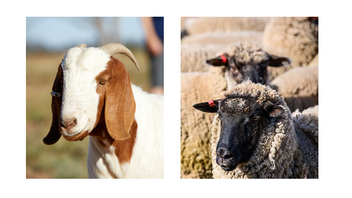 What is Sheep & Goat electronic identification | Integrity Systems