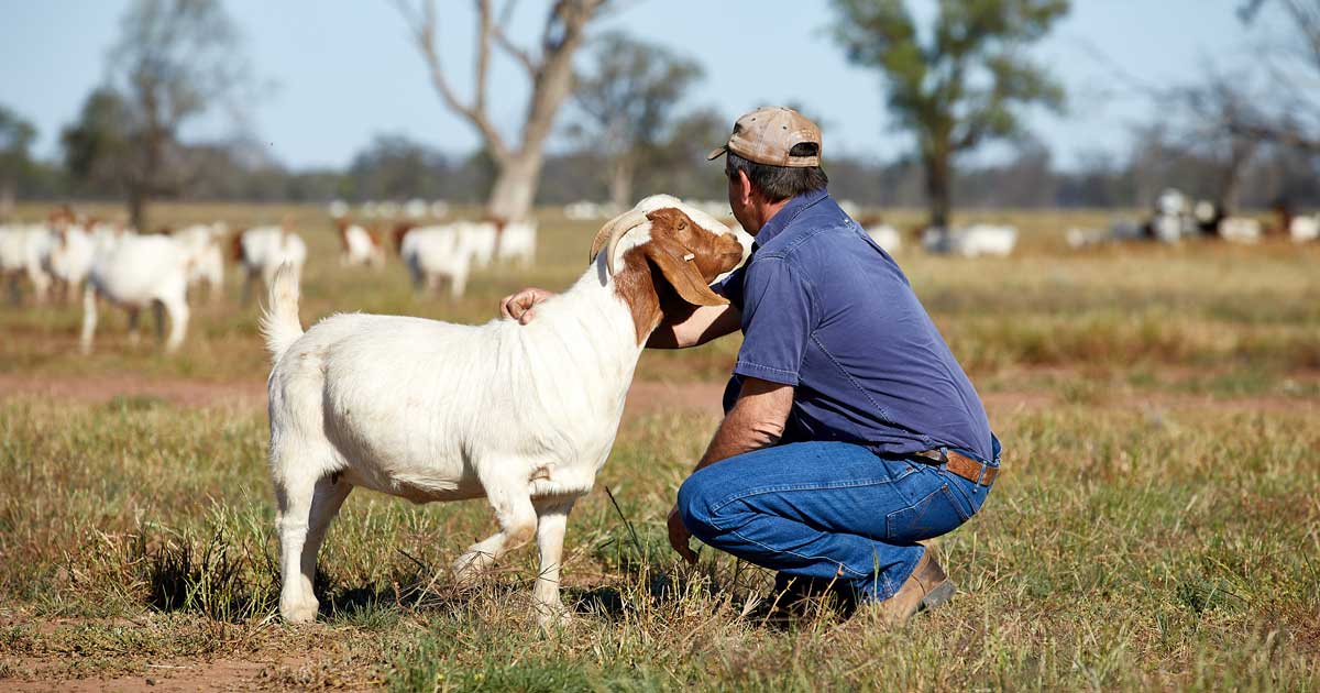 Going into goats: Obligations for producers | Integrity Systems