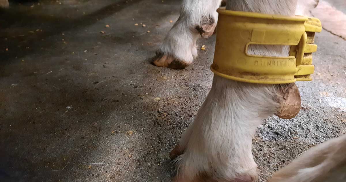 Goat leg-band option approved for use | Integrity Systems